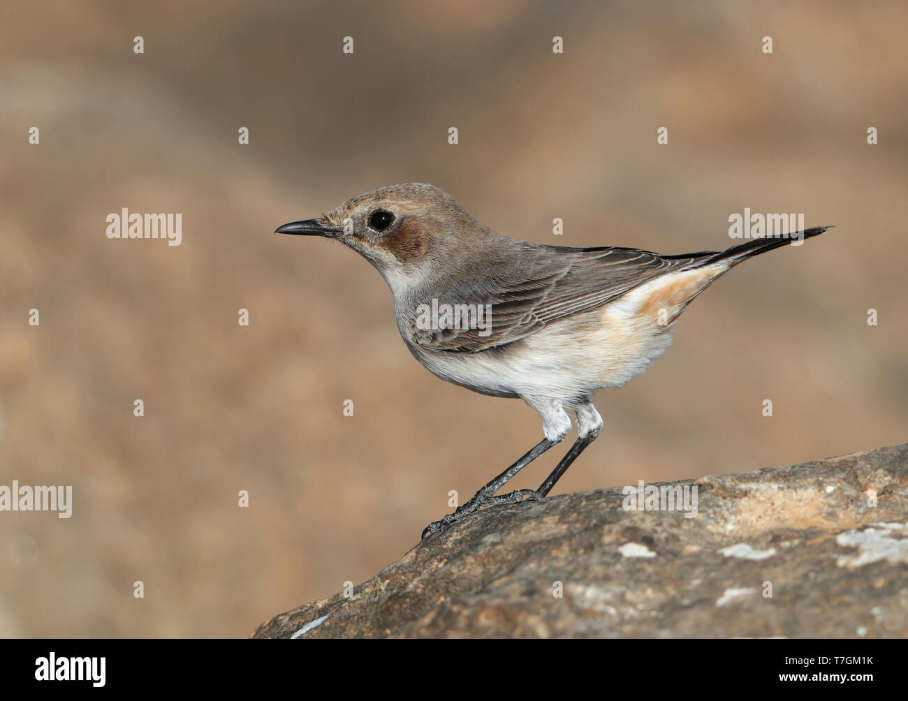 Female Arabian Wheatear (Oenanthe lugentoides) at Jabal Samhan ...