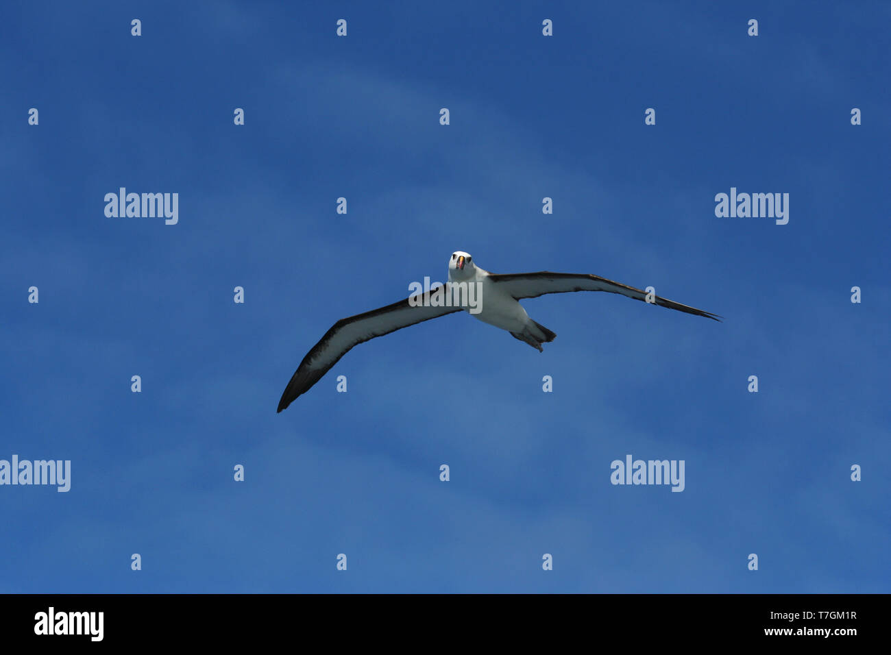 Atlantic Yellow-nosed Albatross (thalassarche chlororhynchos) on the ...
