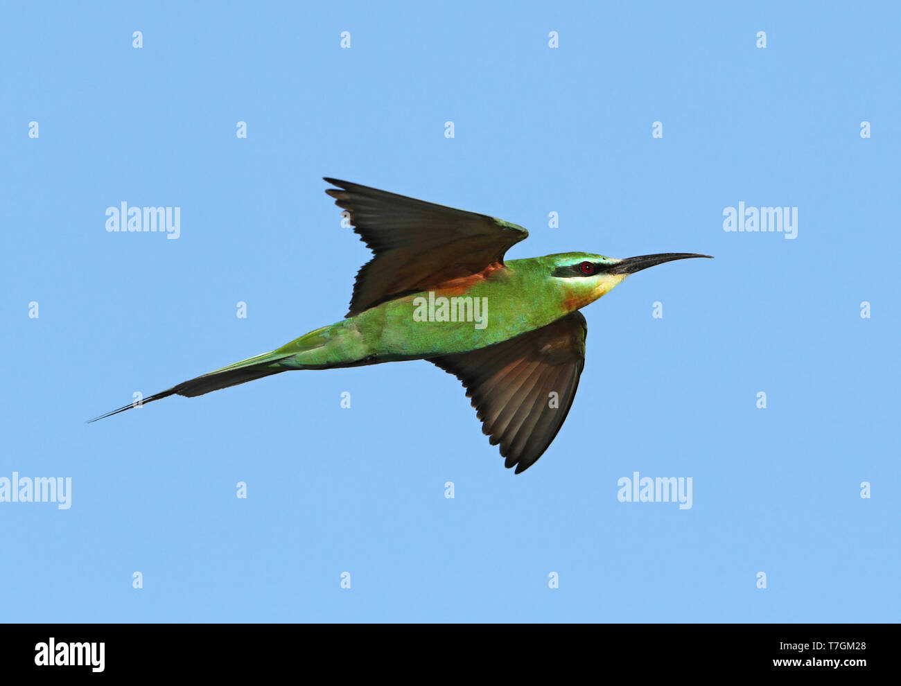 Adult Blue-cheeked Bee-eater (Merops persicus) at Khawr Dhurf in Oman ...