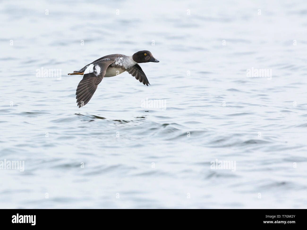 Goldeneye in flight hi-res stock photography and images - Alamy