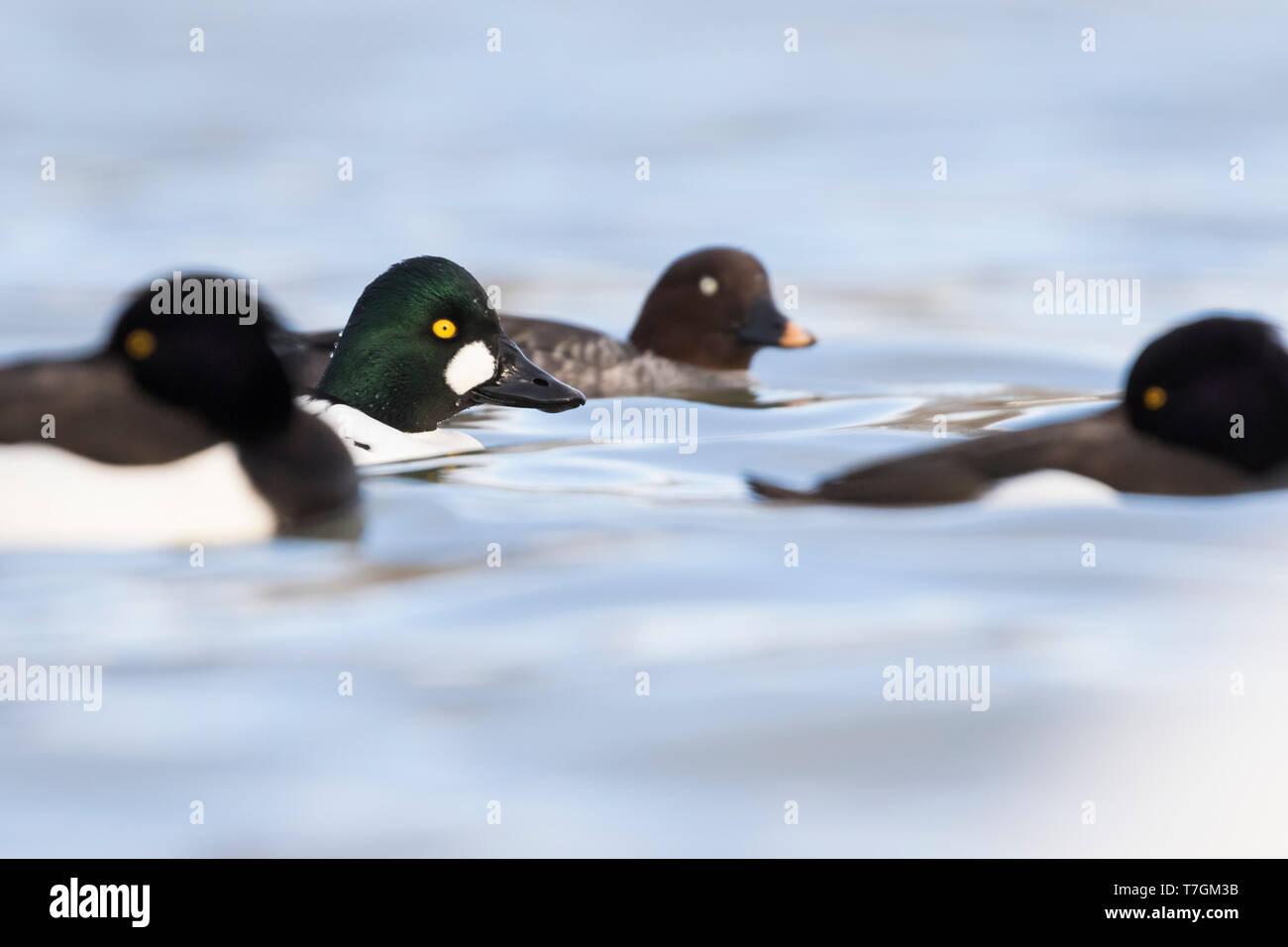 Pair of Common Goldeneye (Bucephala clangula ssp. clangula) swimming in ...