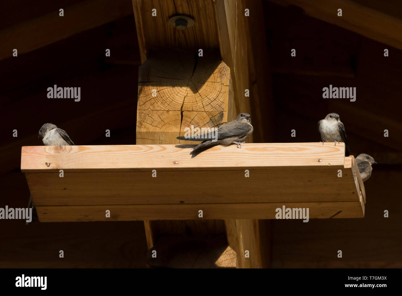 First-winter Crag Martins (Ptyonoprogne rupestris) resting below the ...