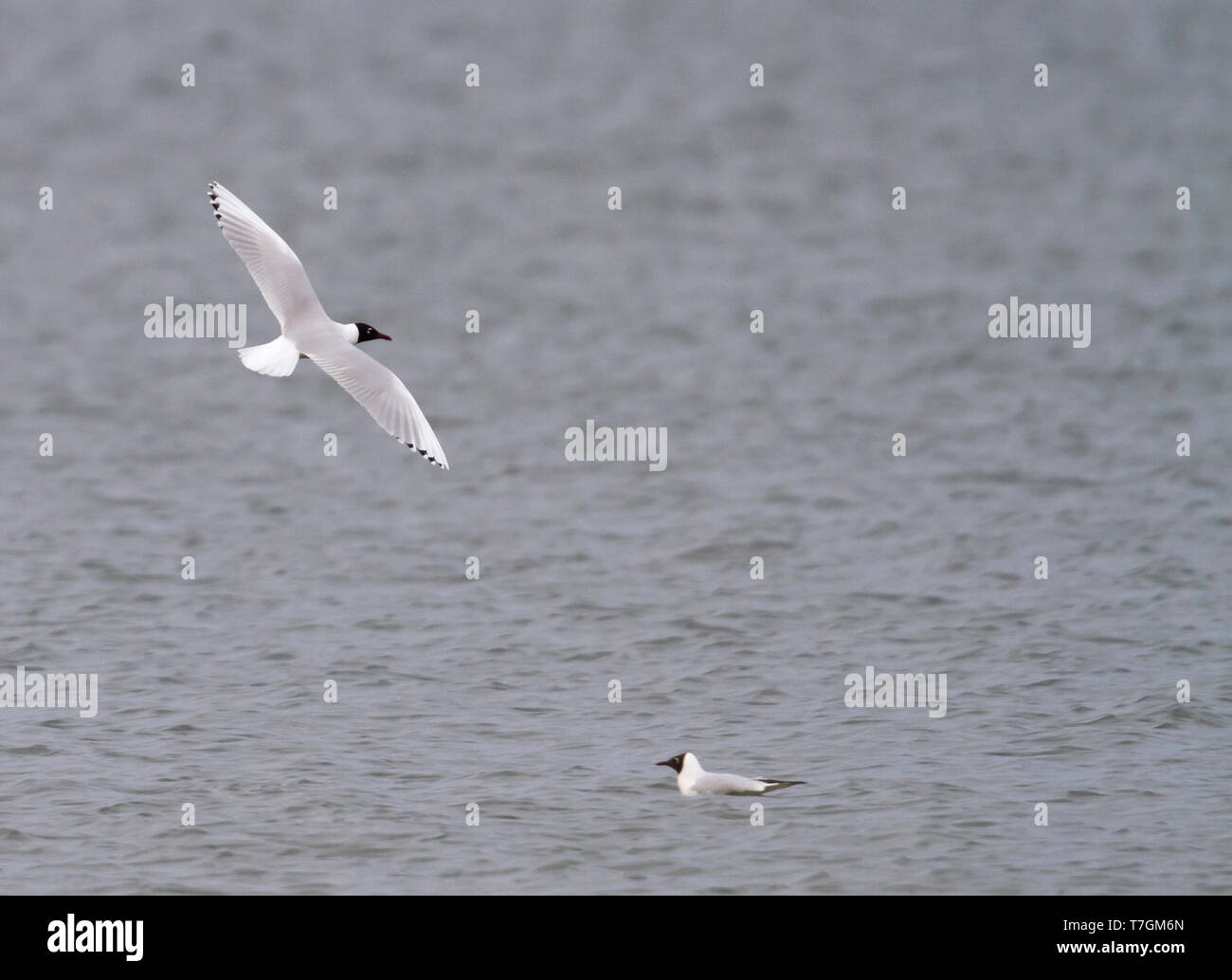 Hybrid Black-headed Gull x Mediterranean Gull (Larus ridibundus x ...