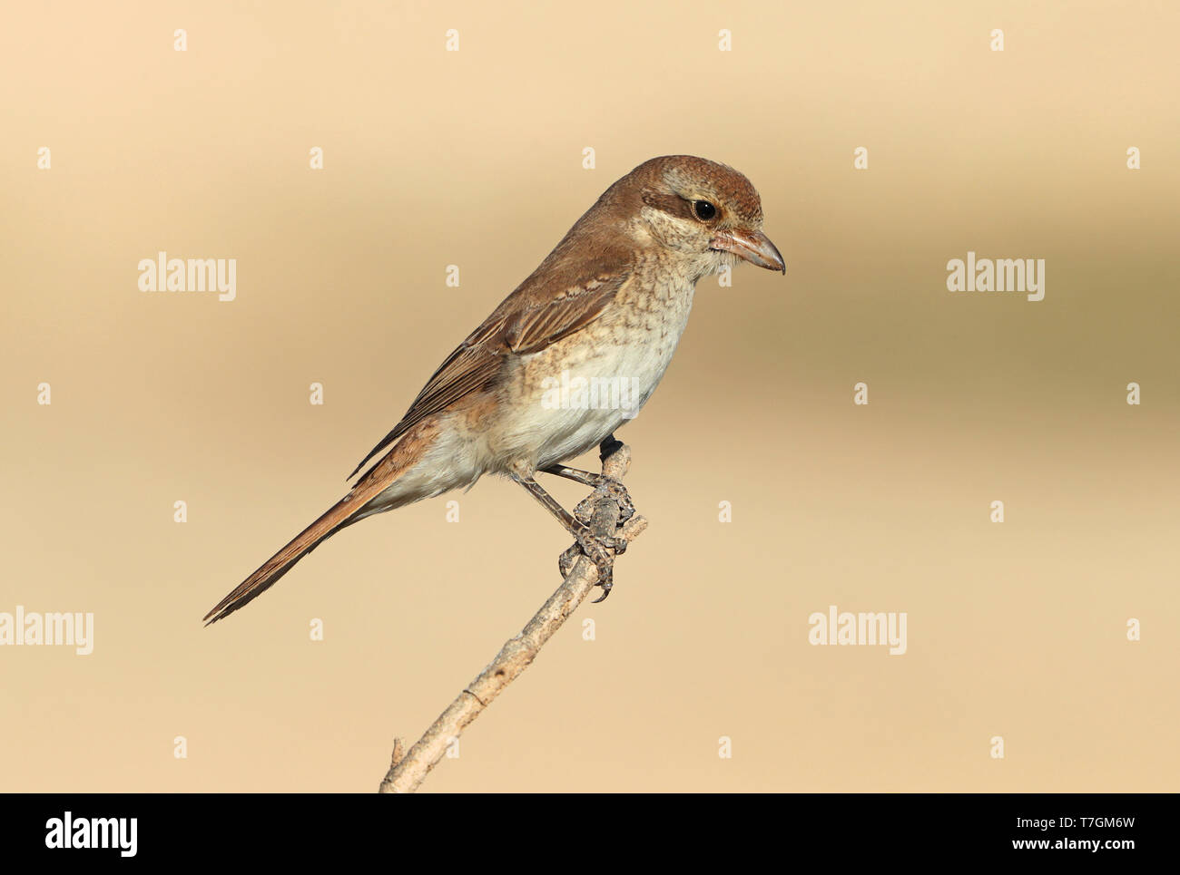 First-winter Red-tailed Shrike, Lanius phoenicuroides) at Khawr Dhurf ...