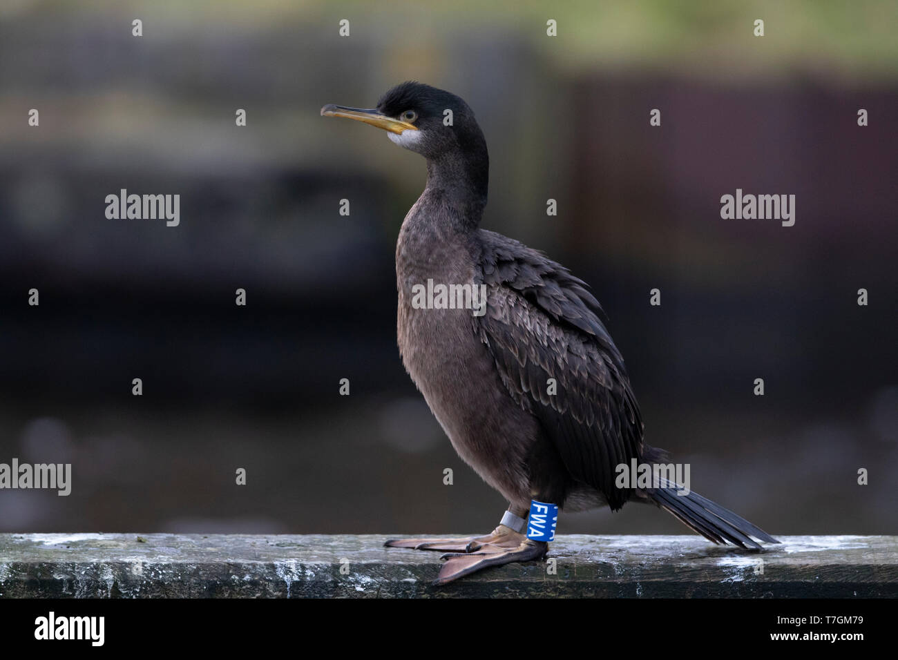 First-winter European Shag (Phalacrocorax aristotelis) wintering on ...