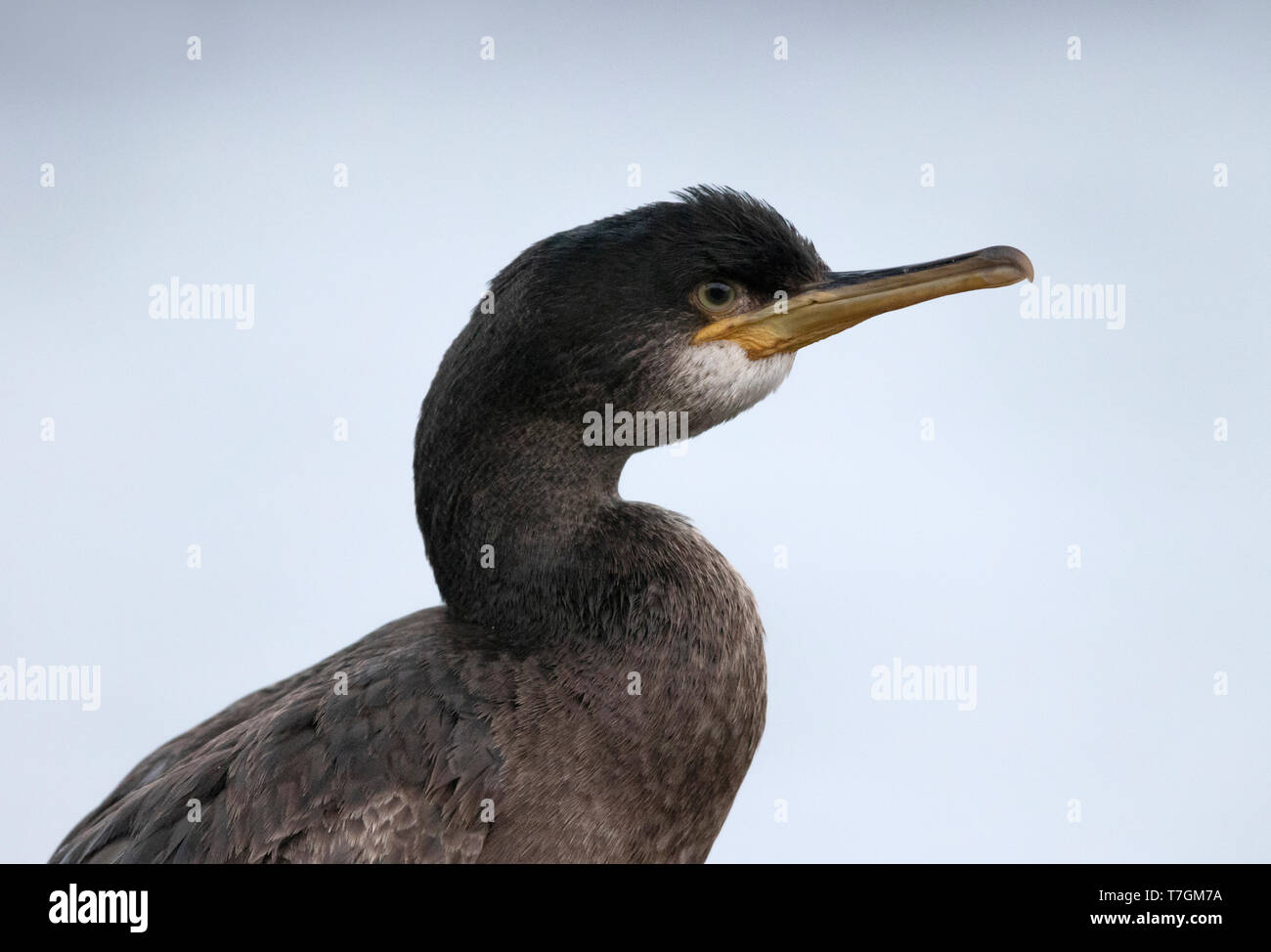 First-winter European Shag (Phalacrocorax aristotelis) wintering on ...