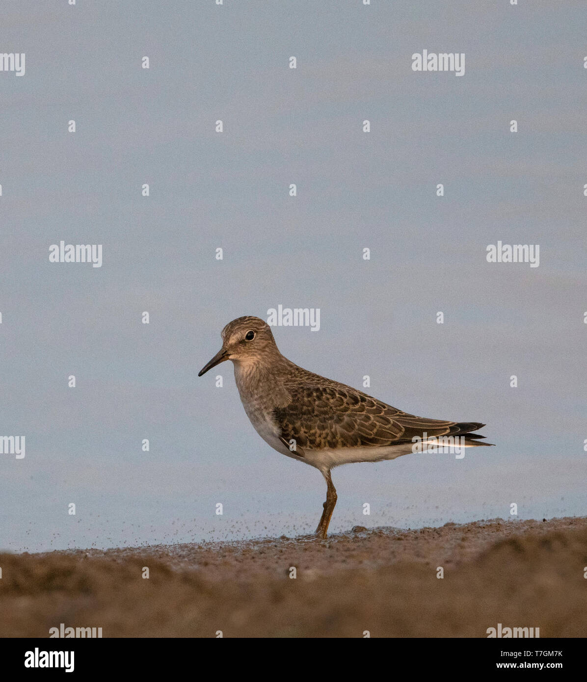 Juvenile temminck’s stint hi-res stock photography and images - Alamy