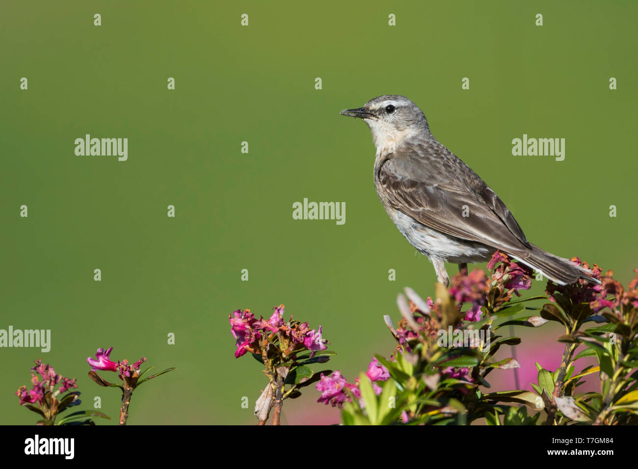 Pipit Plant High Resolution Stock Photography and Images - Alamy