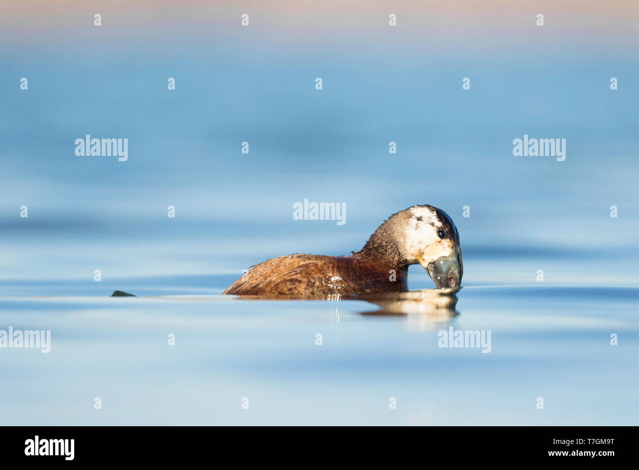 Probably 2nd CY male White-headed Duck (Oxyura leucocephala) swimming ...
