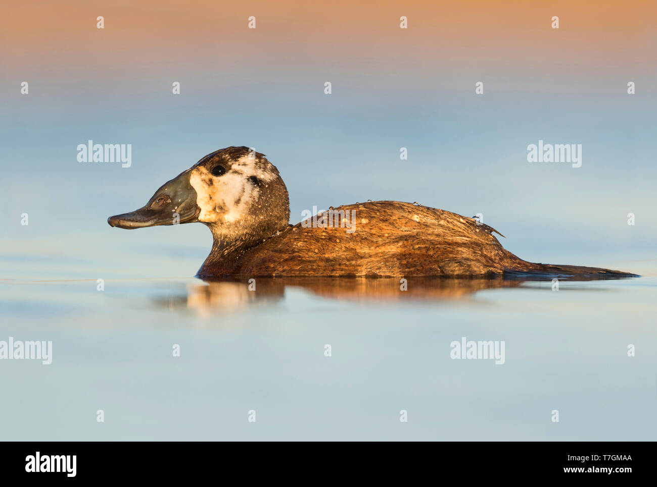 Probably 2nd CY male White-headed Duck (Oxyura leucocephala) swimming ...