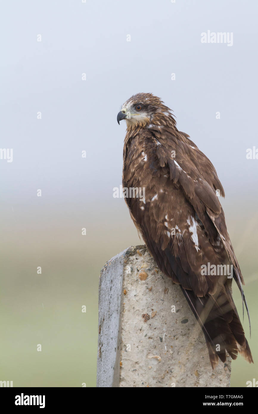 Hybrid (Eastern) Black Kite (Milvus migrans migrans x lineatus ...