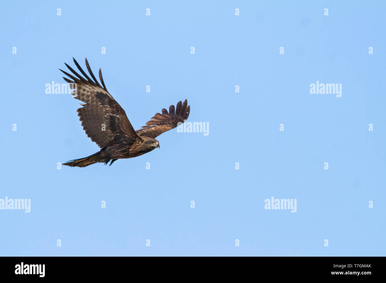 Hybrid (Eastern) Black Kite, Milvus migrans migrans x lineatus ...