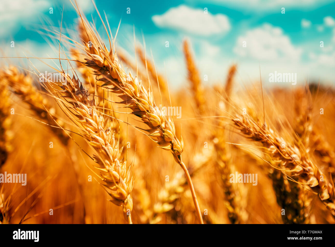 Perfect barley crop field with blue sky and white fluffy clouds in ...