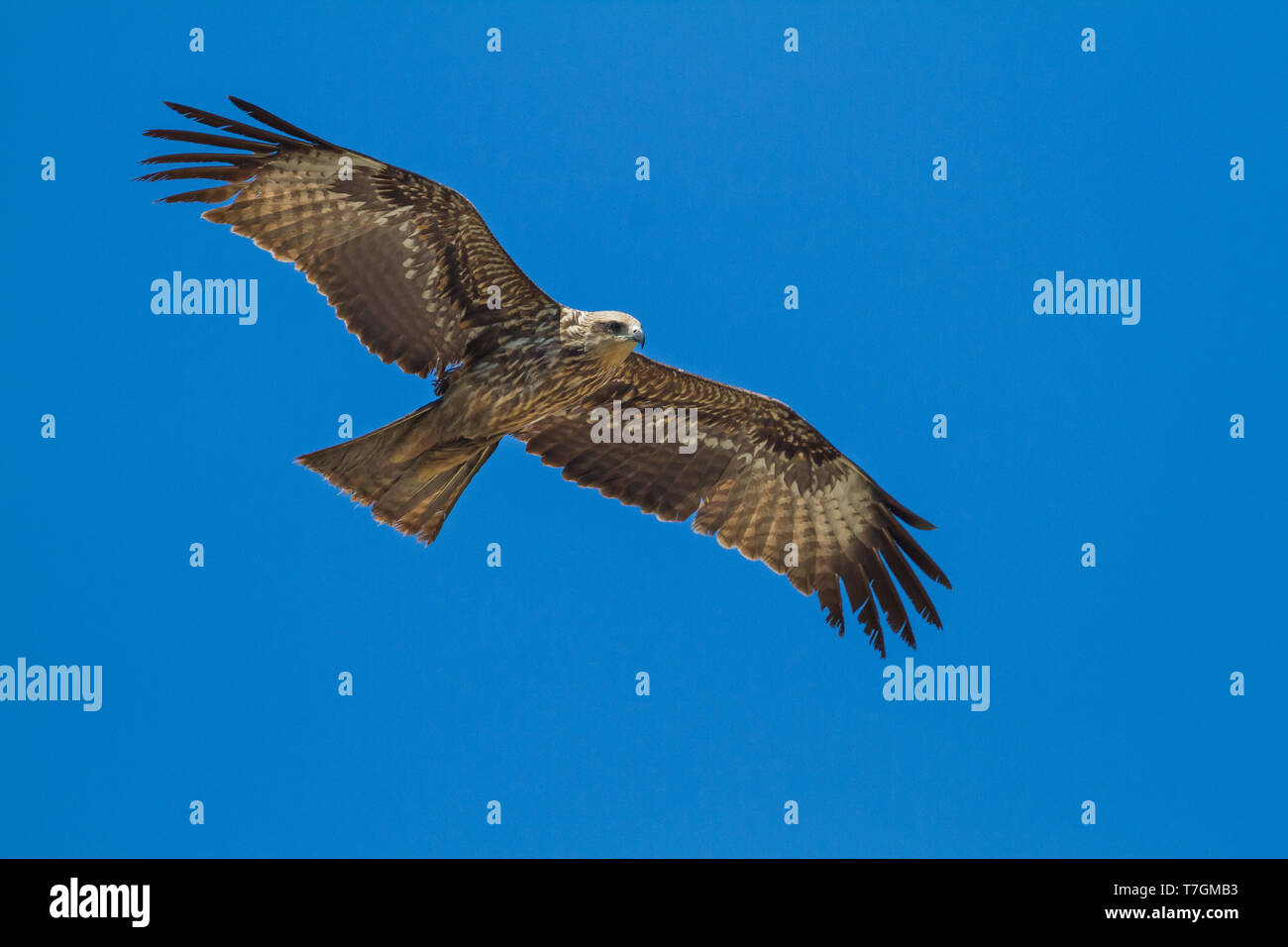Hybrid (Eastern) Black Kite, Milvus migrans migrans x lineatus ...