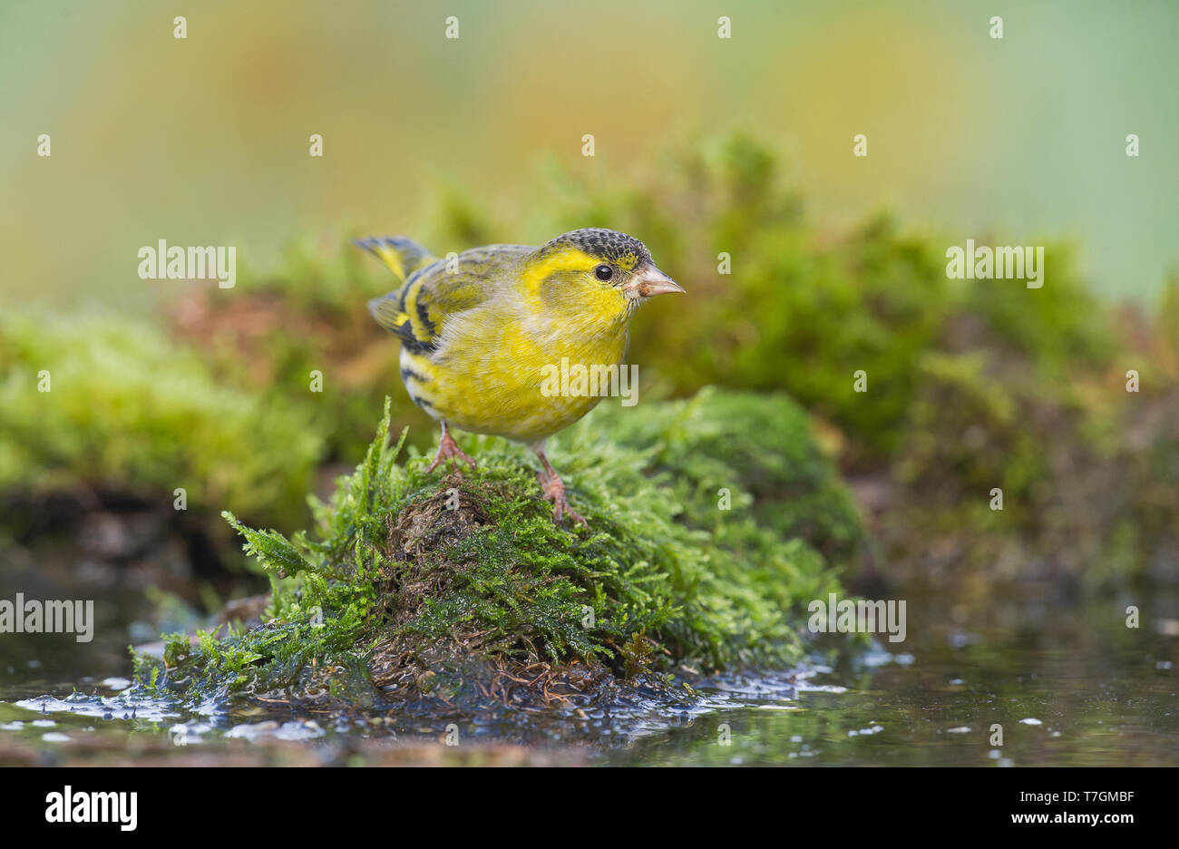 Eurasian Siskin; sijs Stock Photo - Alamy