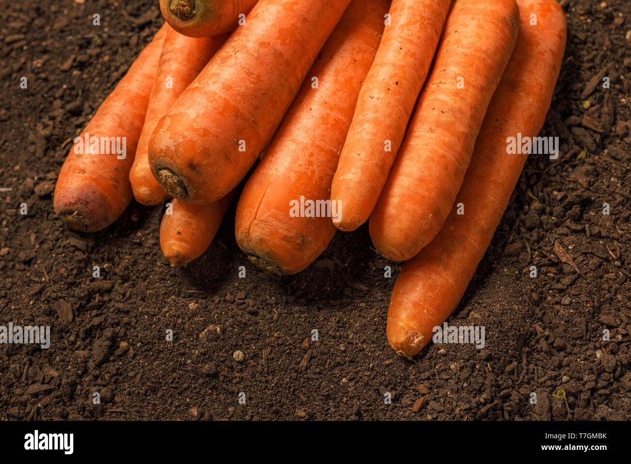 Carrot growing ground hi-res stock photography and images - Alamy
