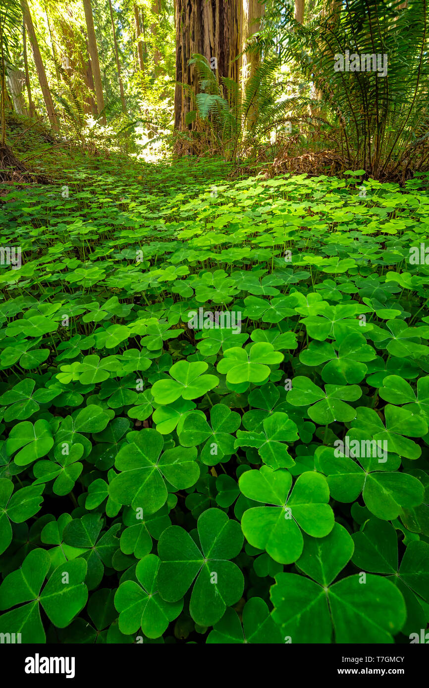 Color image of a redwood forest. Northern California, USA Stock Photo ...