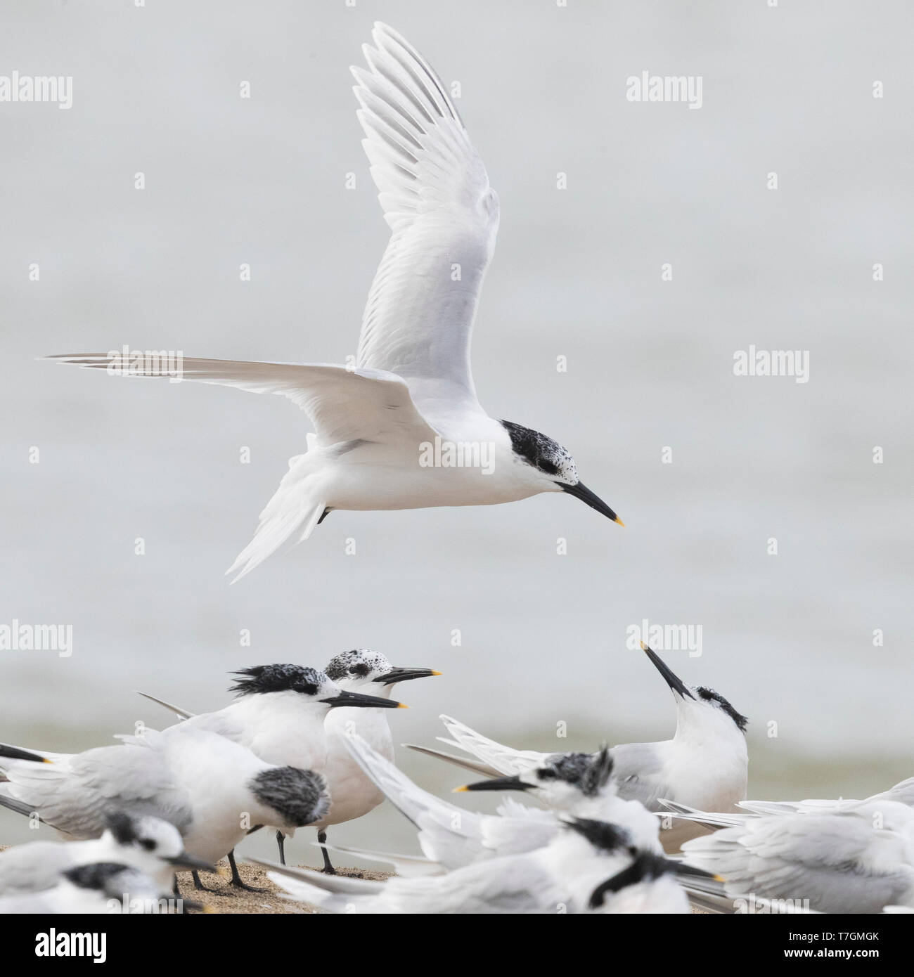 Sandwich Tern (Thalassaeus sandvicensis), adult in flight Stock Photo ...