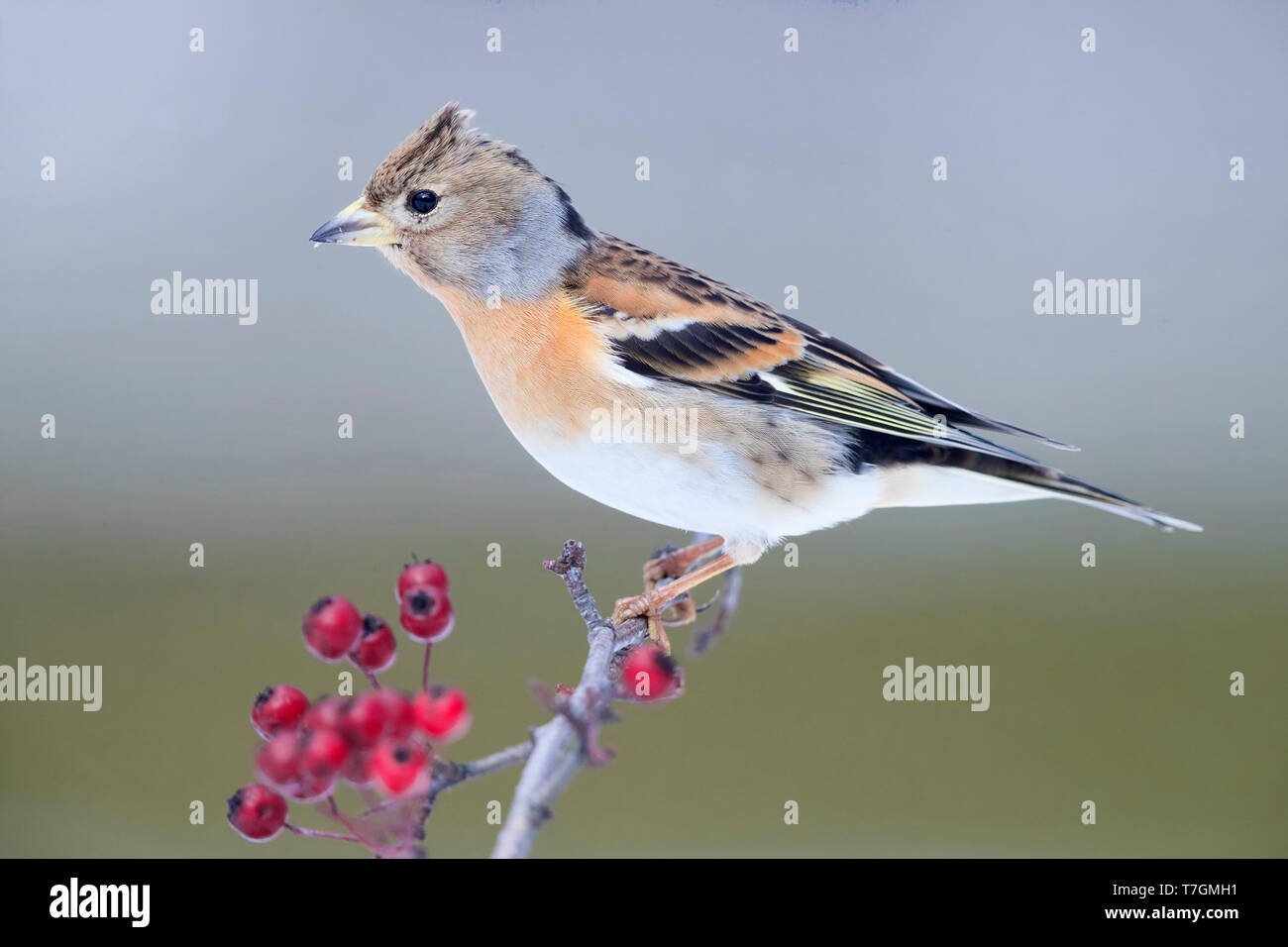 Female brambling in winter hi-res stock photography and images - Alamy