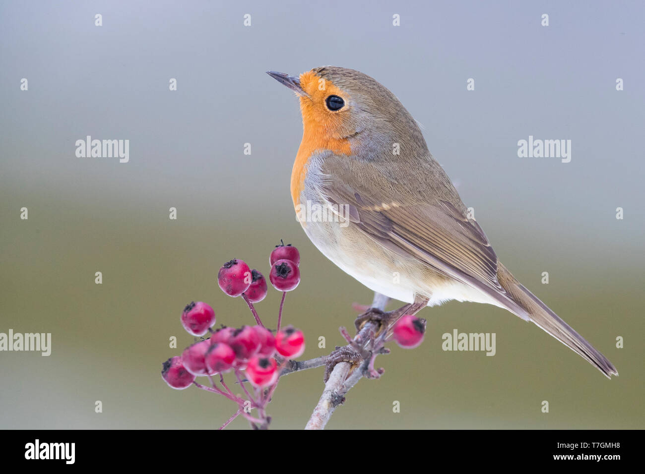 Robin identification hi-res stock photography and images - Alamy