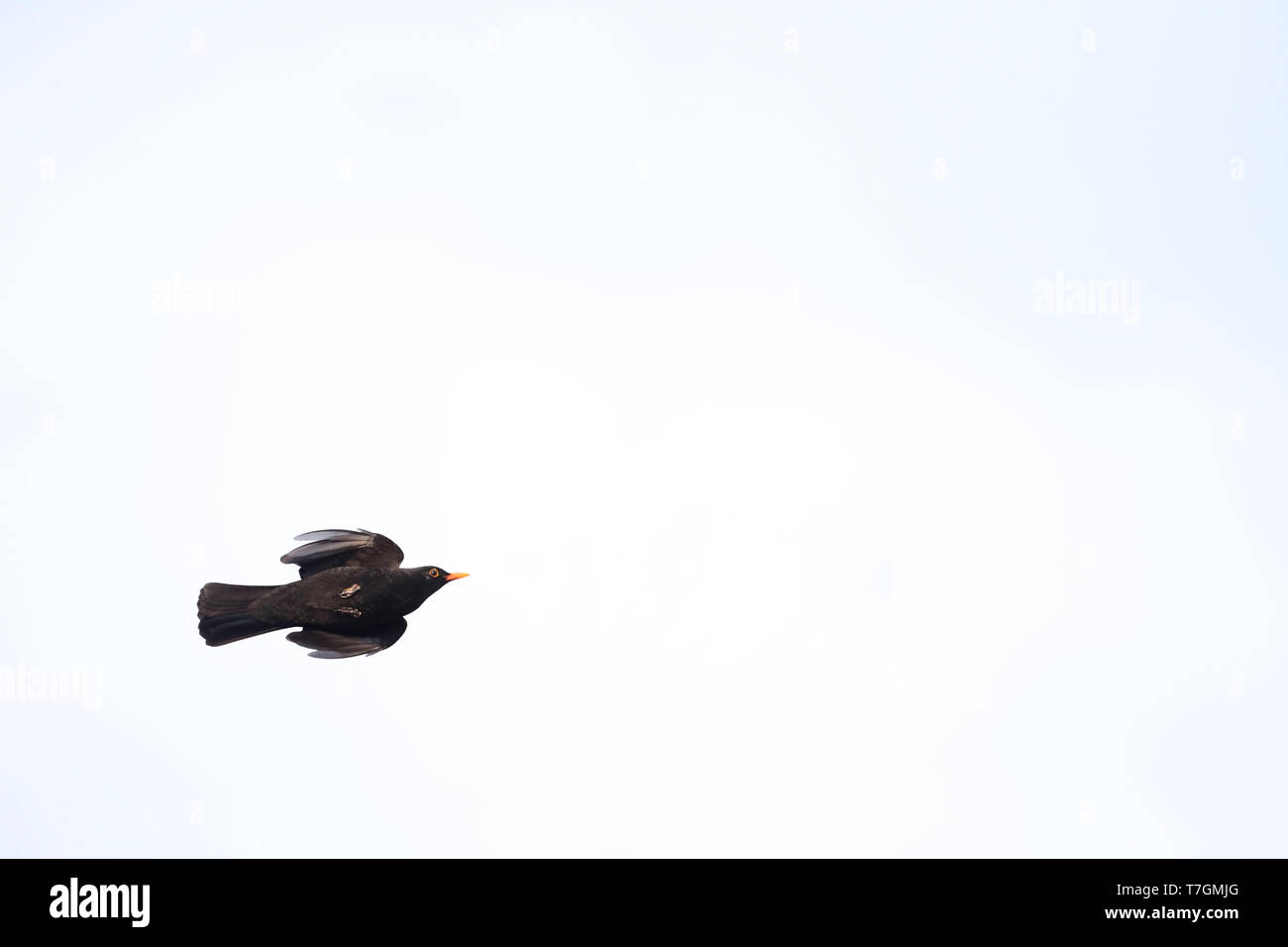 Blackbird flying isolated hi-res stock photography and images - Alamy