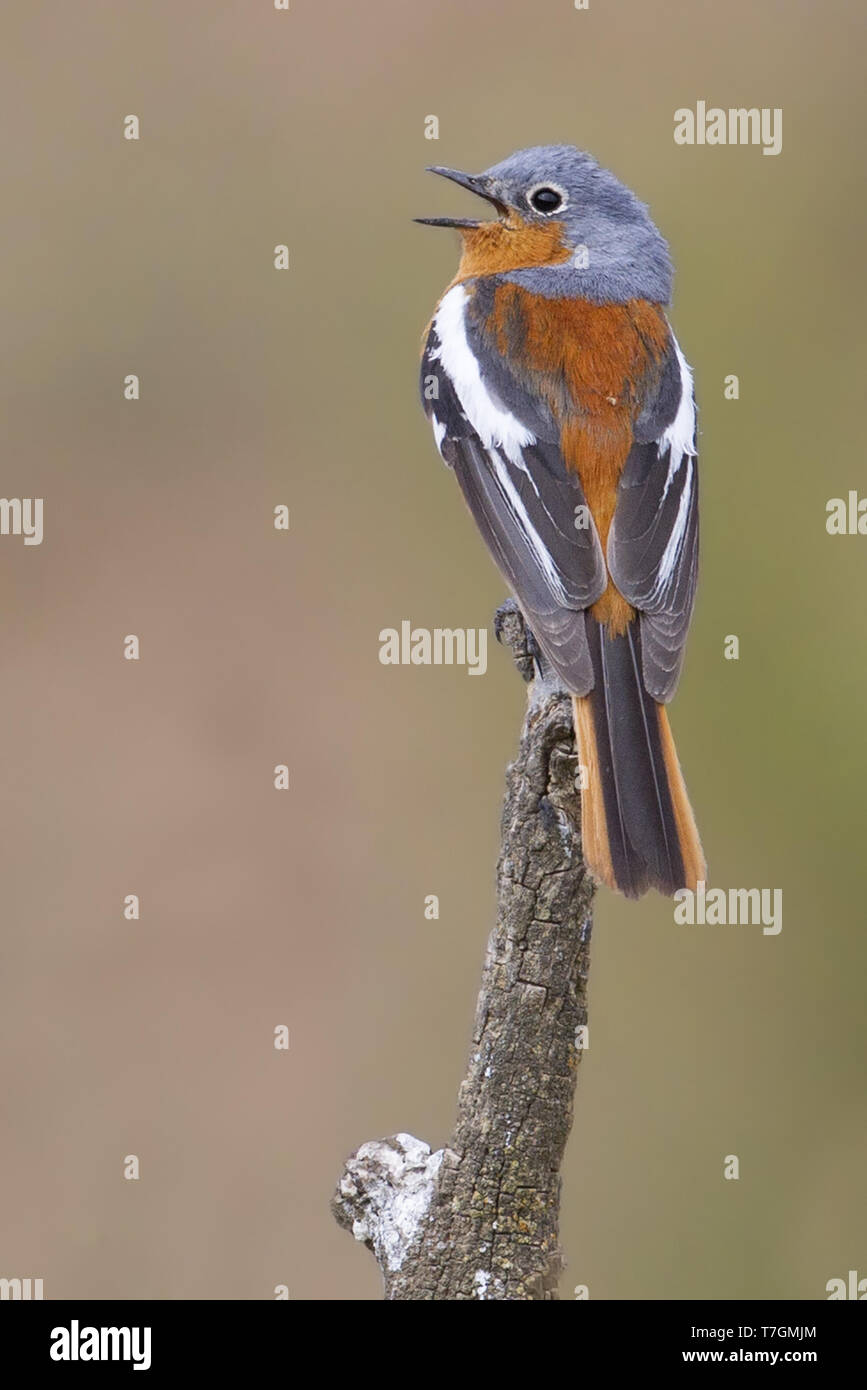 Phoenicurus alaschanicus hi-res stock photography and images - Alamy