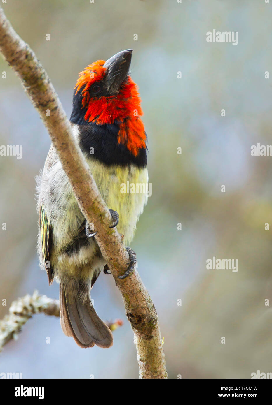 Black-collared Barbet (Lybius torquatus) perched in a tree in Africa ...