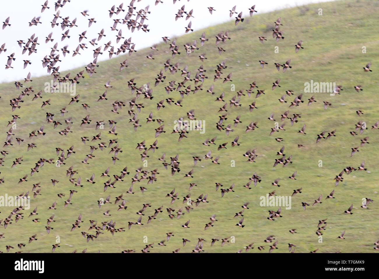 Large flock of Rosy Starlings (Pastor roseus), also known as Rose ...