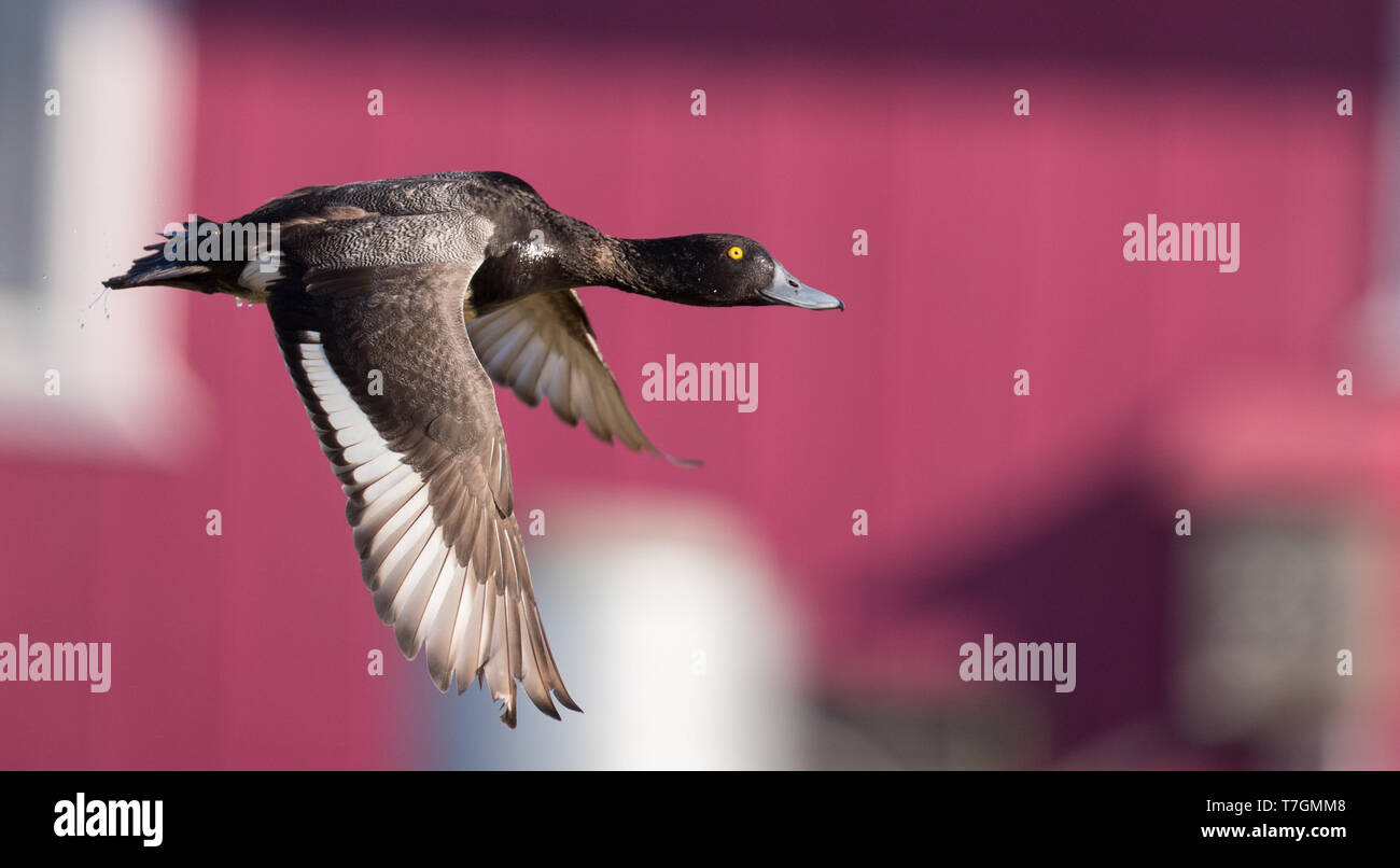 Greater scaup in flight hi-res stock photography and images - Alamy