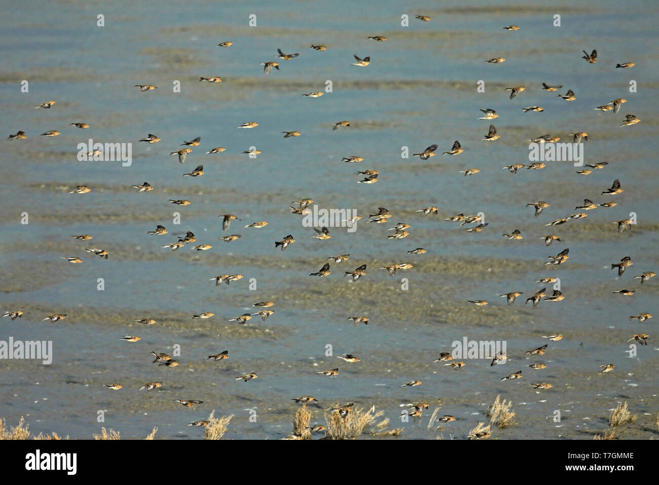 Finches of europe hi-res stock photography and images - Alamy