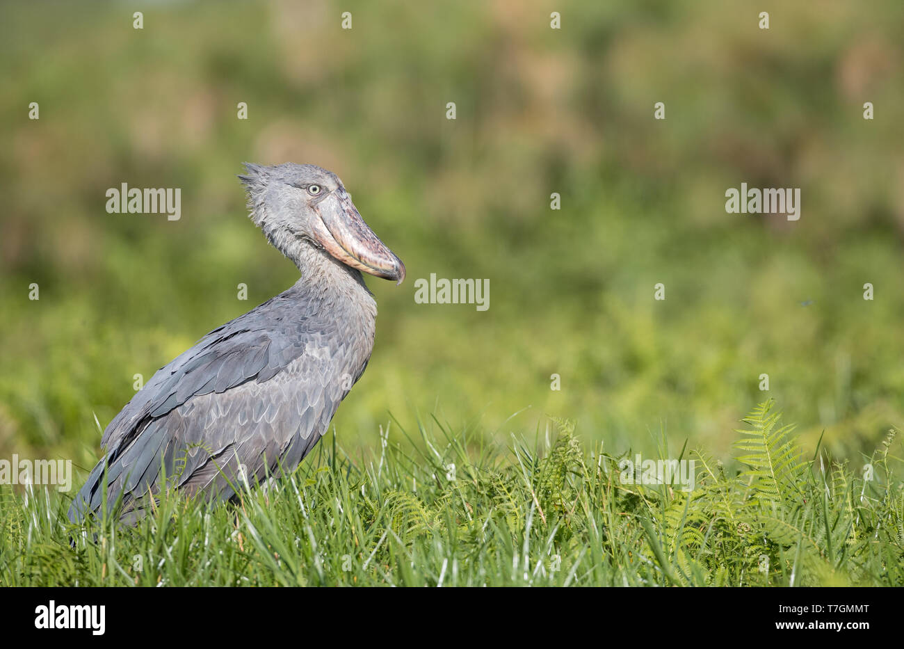 Huge Shoebill (Balaeniceps rex) or whalehead, standing in a papyrus ...