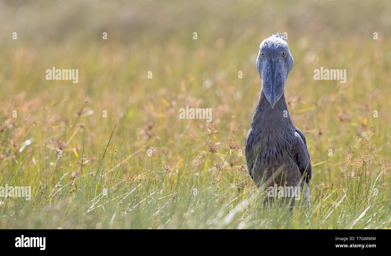 Huge Shoebill (Balaeniceps rex) or whalehead, standing in a papyrus ...