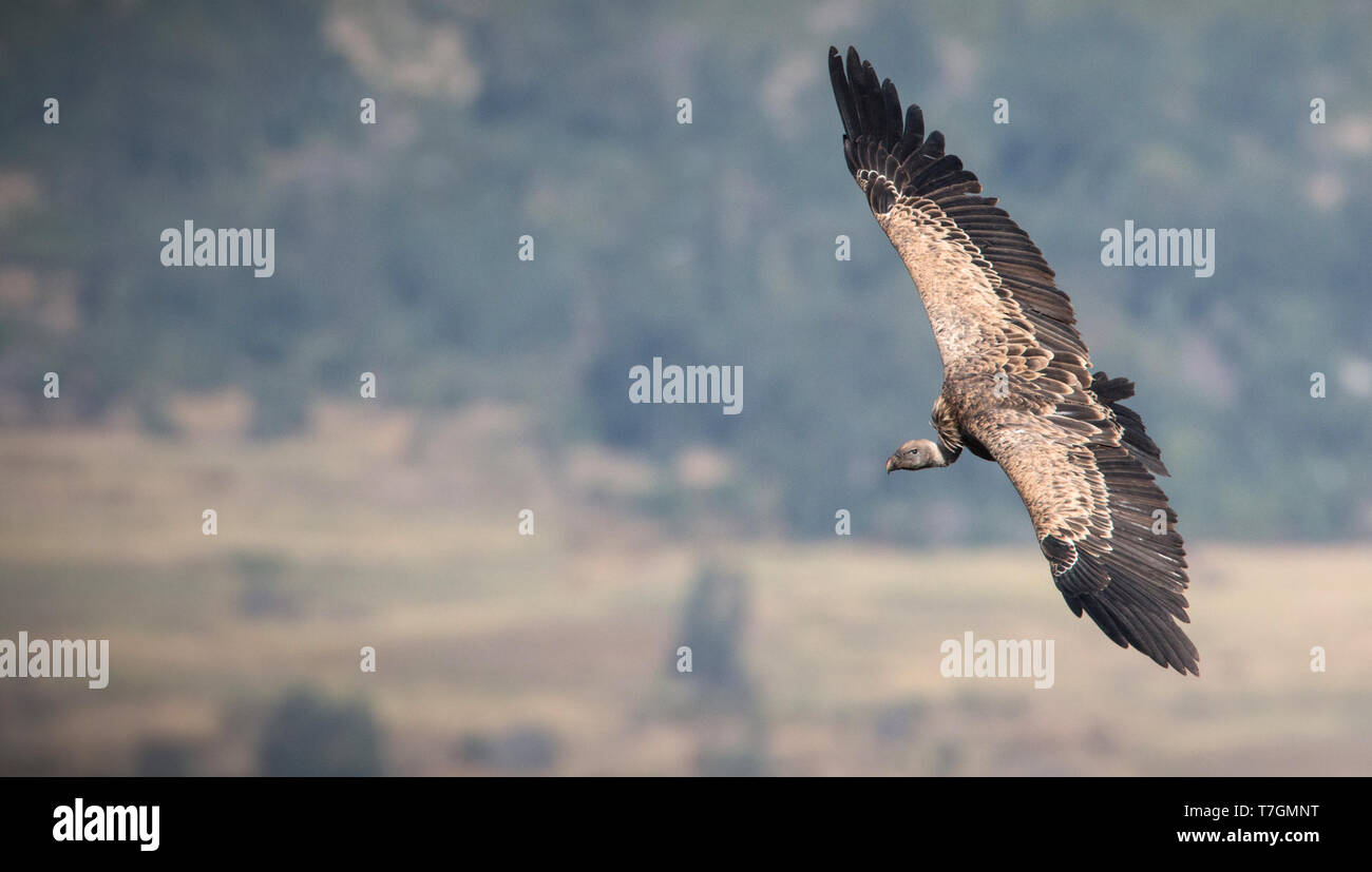 A critically endangered Ruppell's Griffon Vulture (Gyps rueppelli) in ...