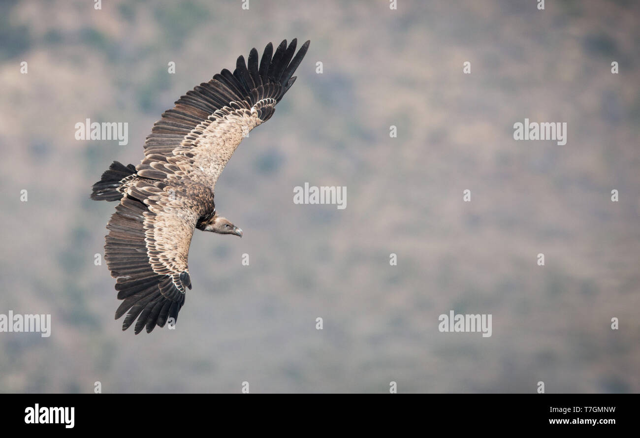 A critically endangered Ruppell's Griffon Vulture (Gyps rueppelli) in ...
