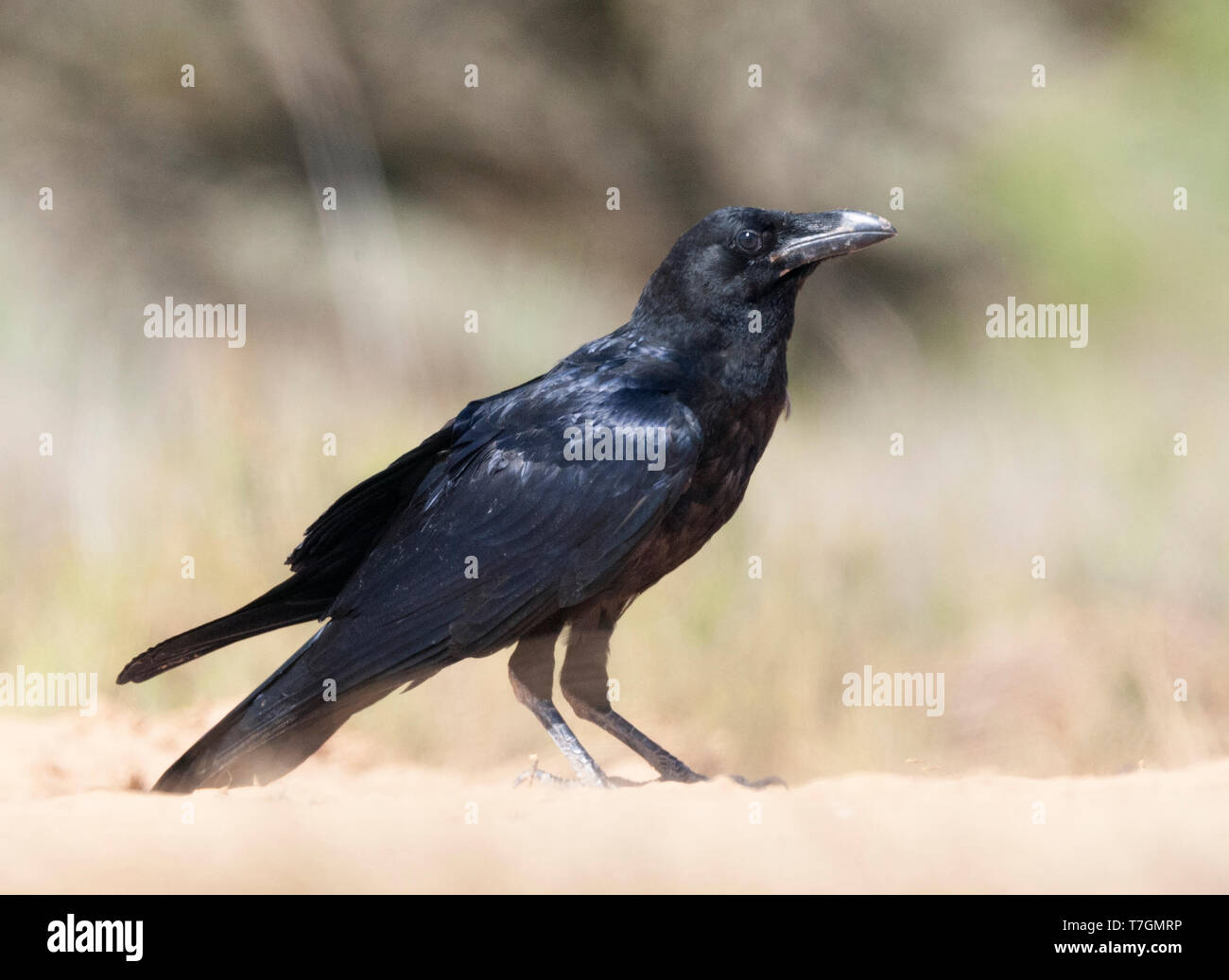 Juvenile raven hi-res stock photography and images - Alamy
