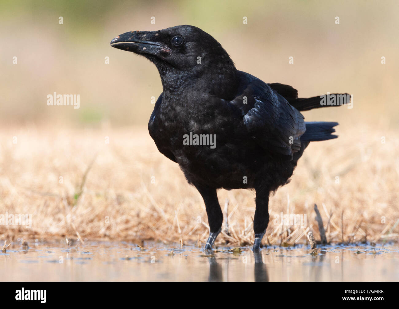 Juvenile raven hi-res stock photography and images - Alamy