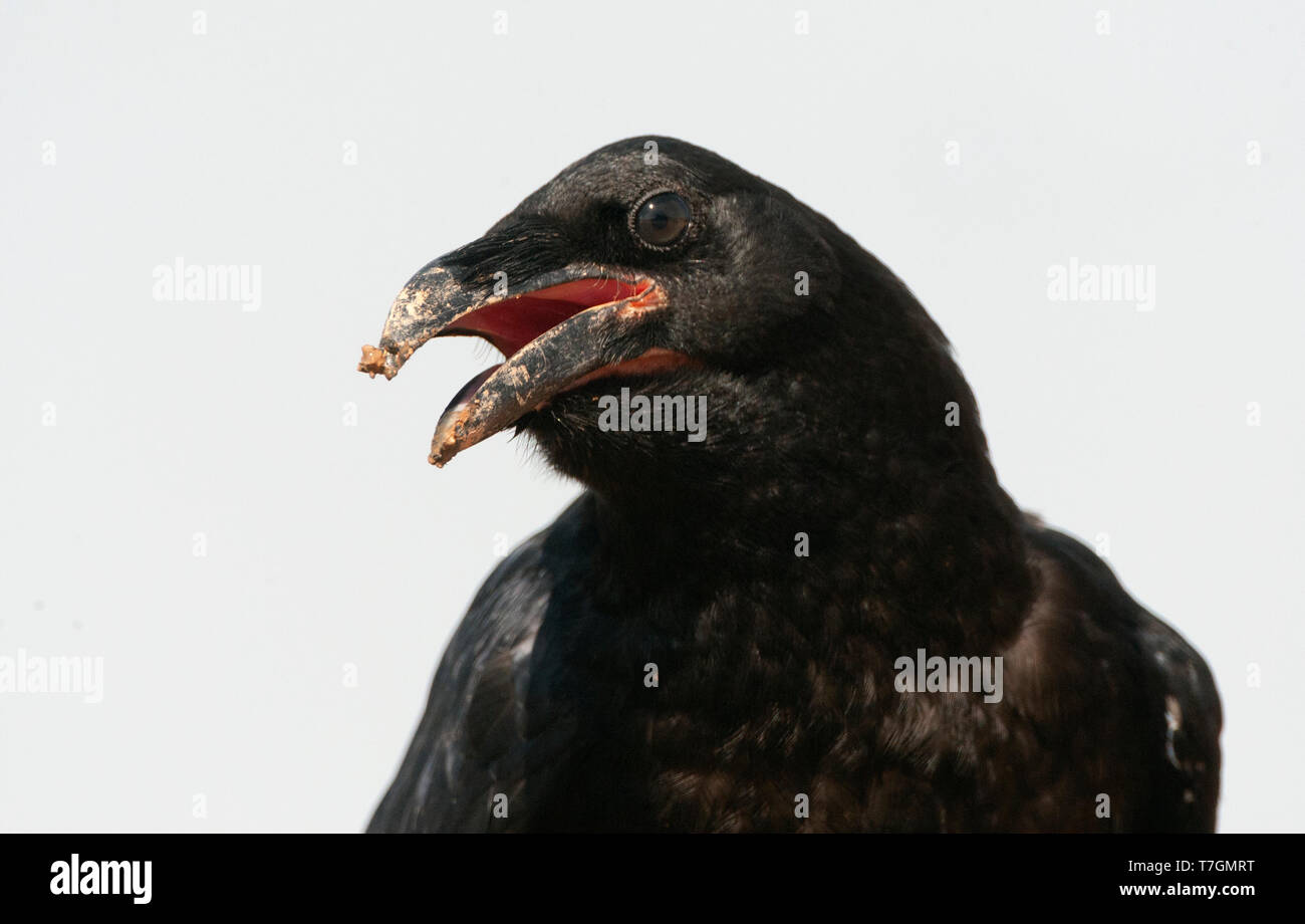 Juvenile Common Raven (Corvus corax) standing on the ground in rural ...