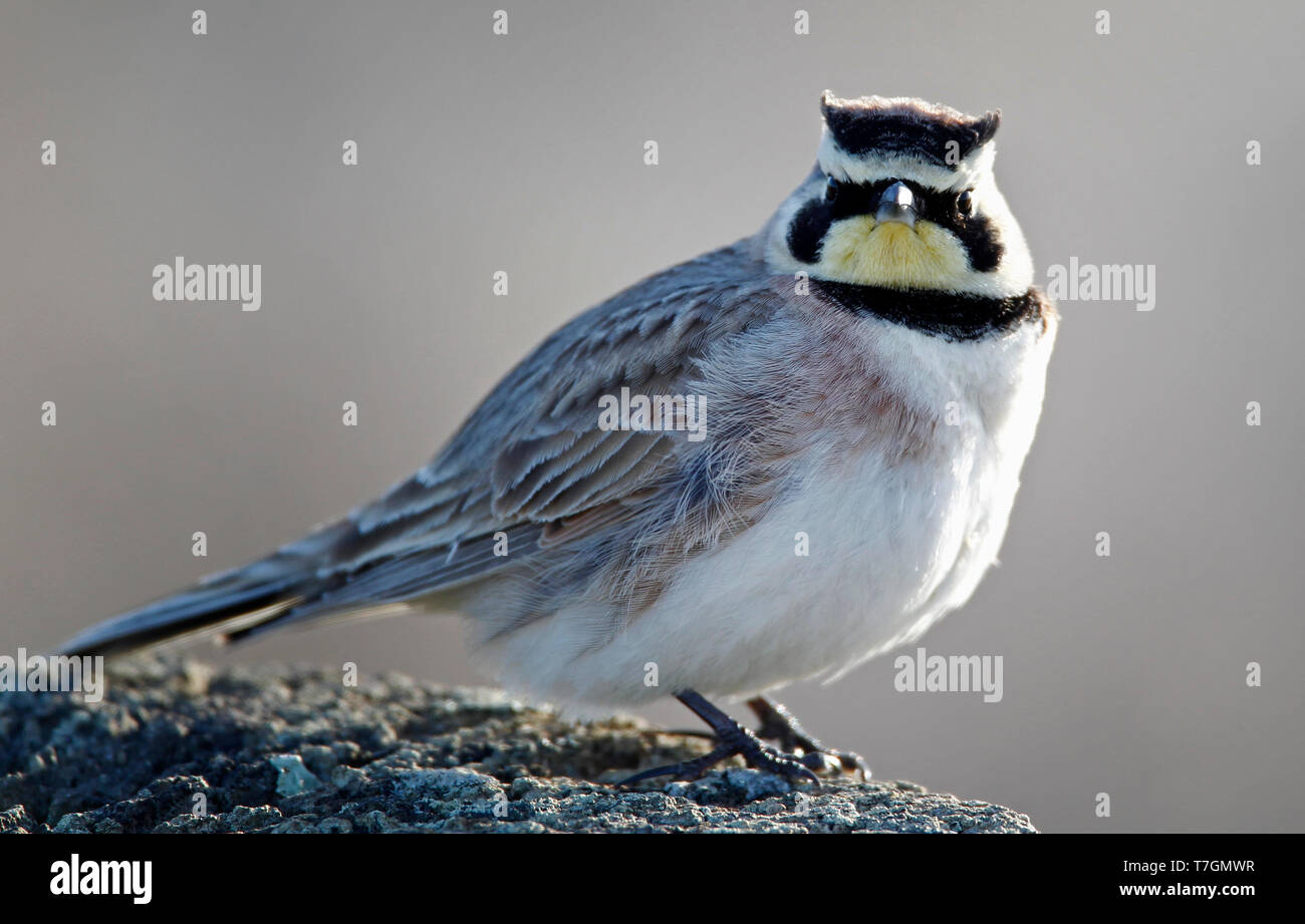 American lark hi-res stock photography and images - Alamy