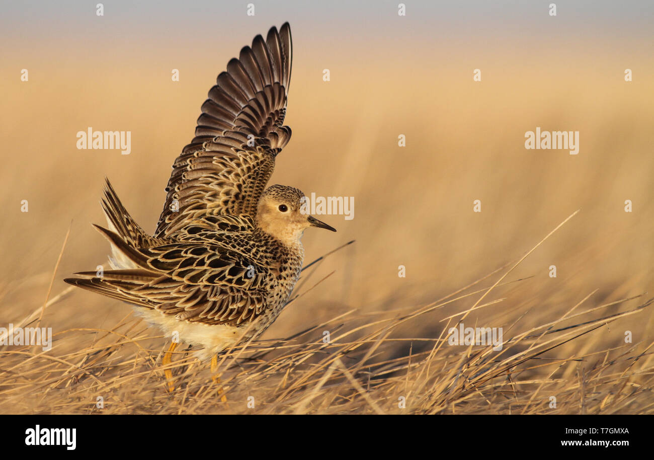Male Buff-breasted Sandpiper (Calidris subruficollis) displaying on the ...