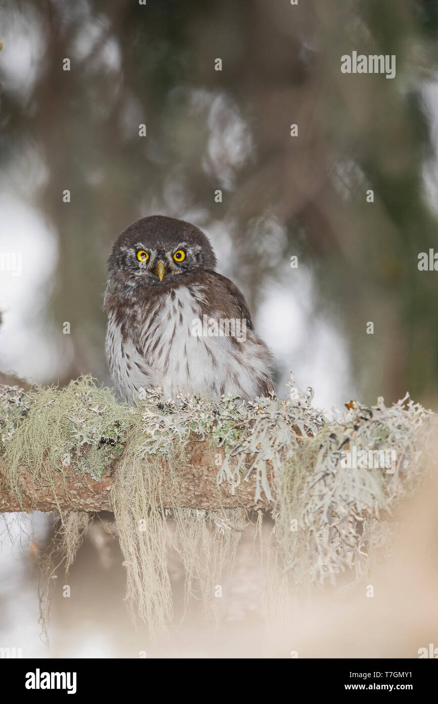 Juvenile Eurasian Pygmy Owl (Glaucidium passerinum) in the Italian Alps ...