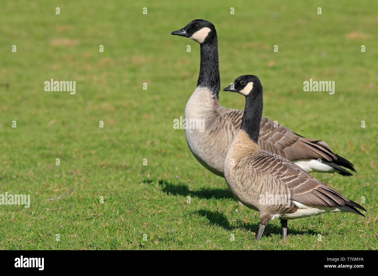 Cackling goose hi-res stock photography and images - Alamy
