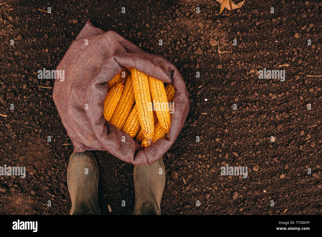 Farmer standing directly above harvested corn cobs in burlap sack, top ...