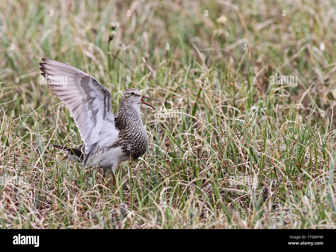 Displaying adult male Pectoral Sandpiper (Calidris melanotos) on tundra ...