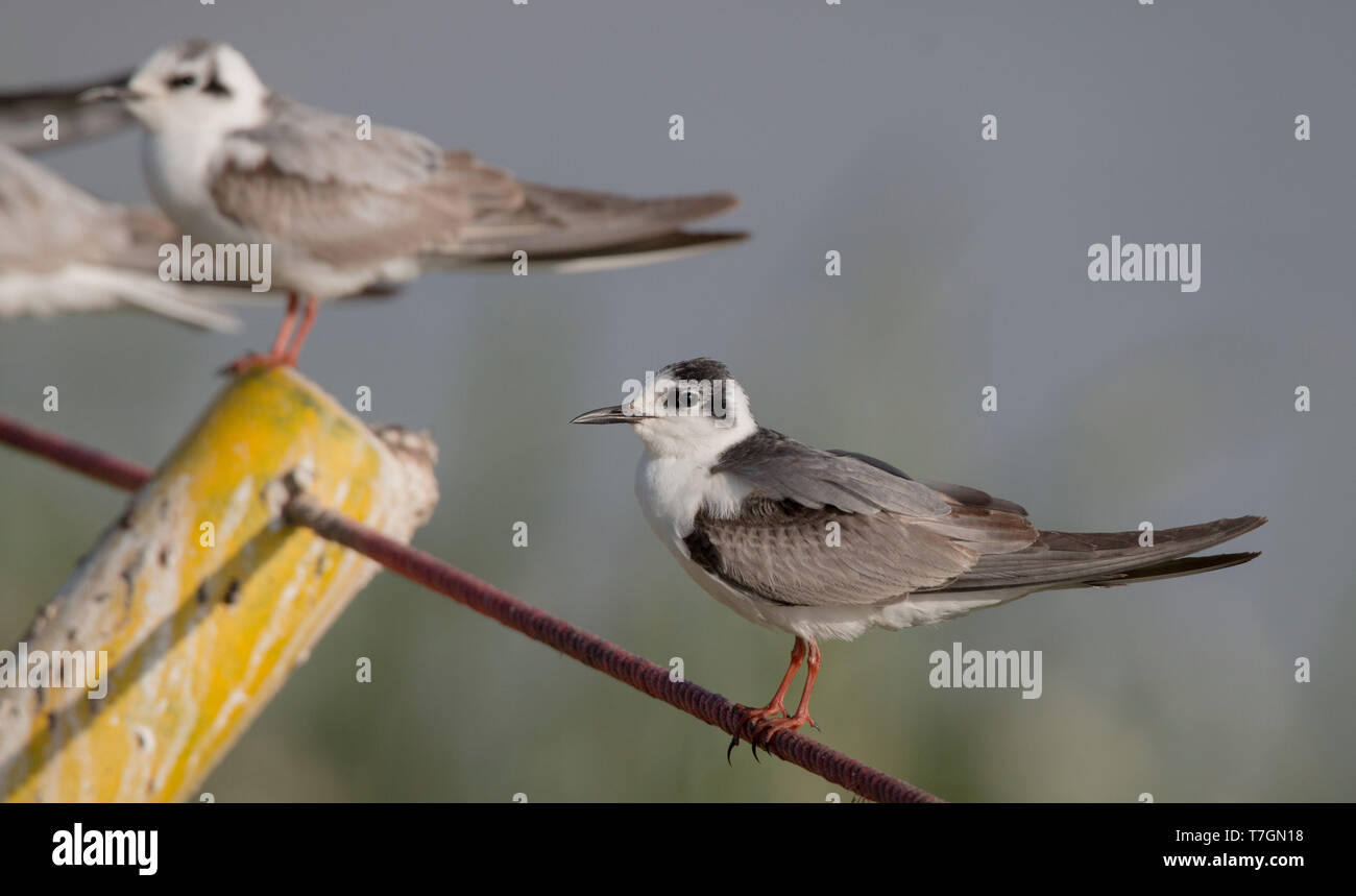 First-winter White-winged Tern (Chlidonias leucopterus) wintering in ...
