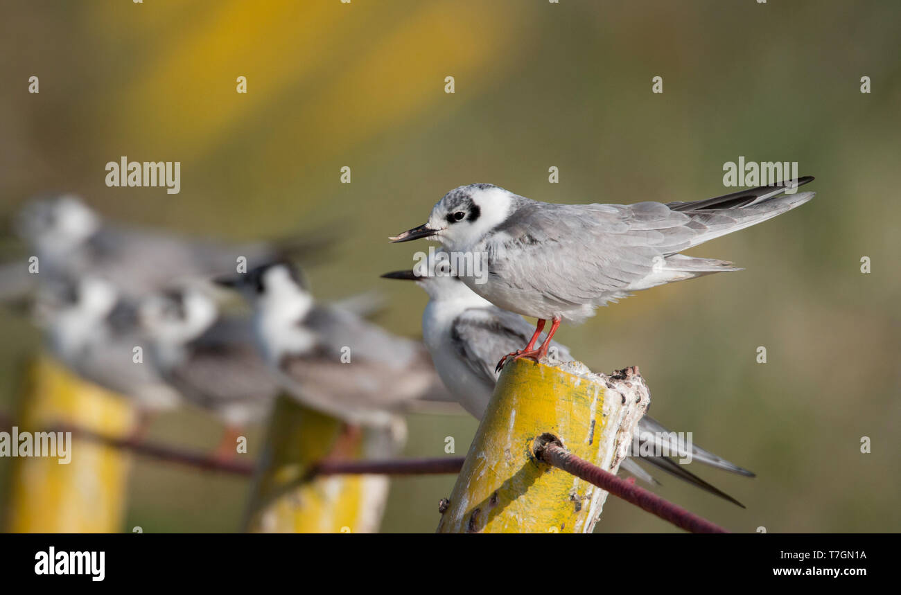 Adult winter plumaged White-winged Tern (Chlidonias leucopterus ...