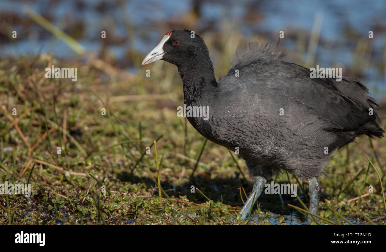 Adult Red-knobbed Coot (Fulica cristata) in the Dinsho wetlands in ...