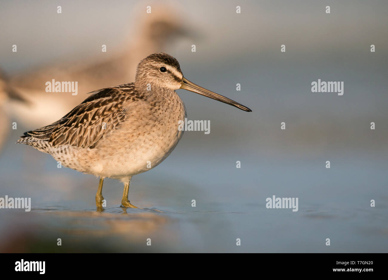 First-winter Short-billed Dowitcher (Limnodromus griseus) standing on a ...