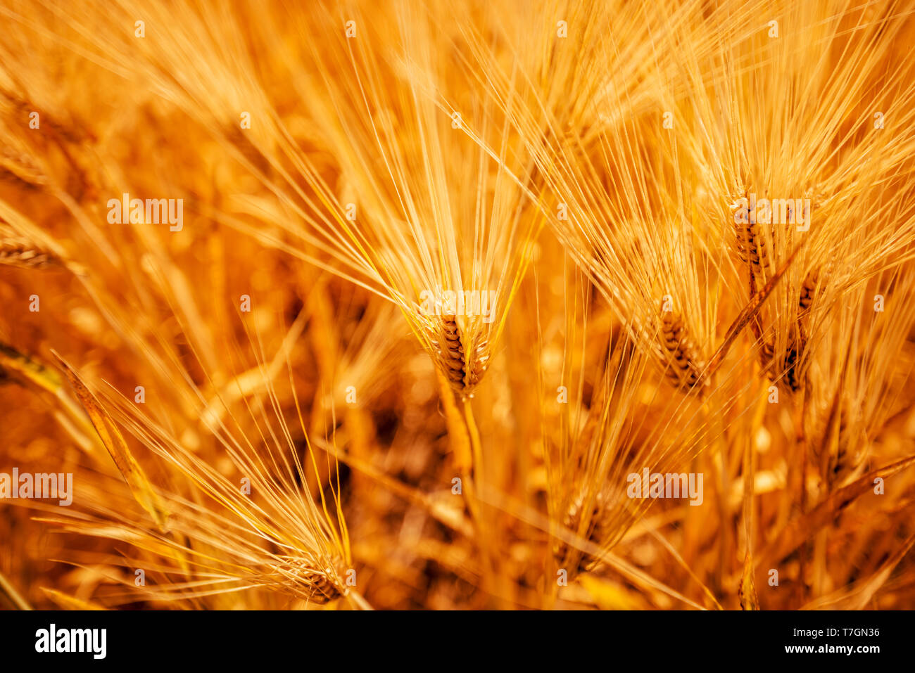 Beautiful golden agricultural farm barley hi-res stock photography and ...