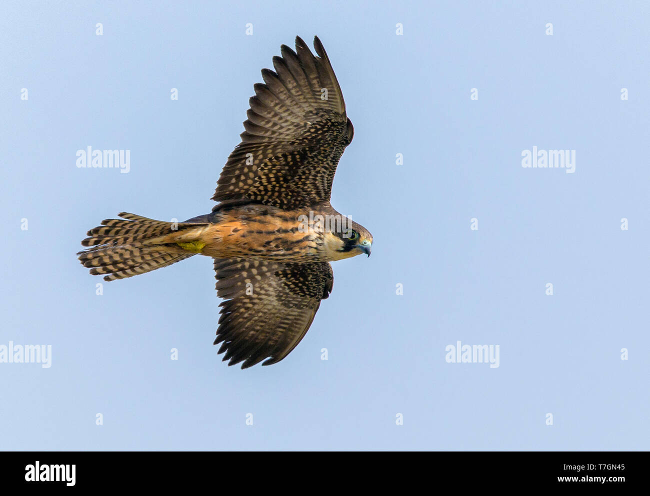 Eleonora's Falcon (Falco eleonorae), light morph adult in flight Stock ...