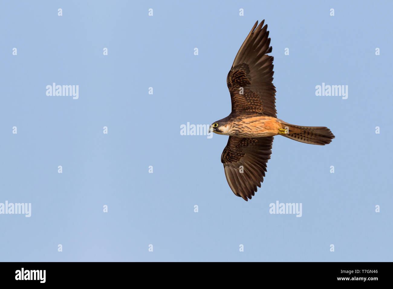 Eleonora's Falcon (Falco eleonorae), light morph adult in flight Stock ...